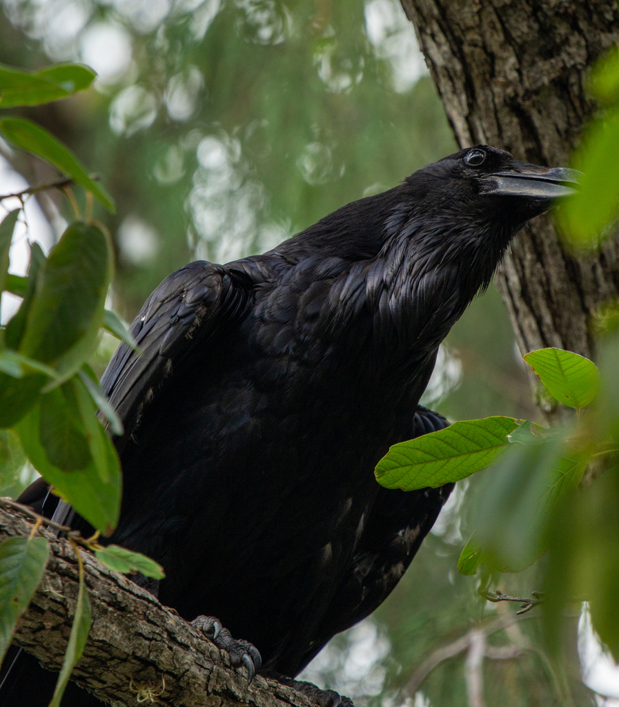 Common Raven from Gral Zaragoza, N.L., México on July 25, 2023 at 07:09 ...