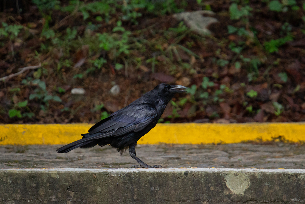 Common Raven from Gral Zaragoza, N.L., México on July 25, 2023 at 09:24 ...