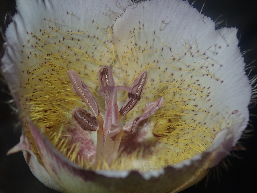 intermediate mariposa lily in July 2019 by Aaron Echols · iNaturalist