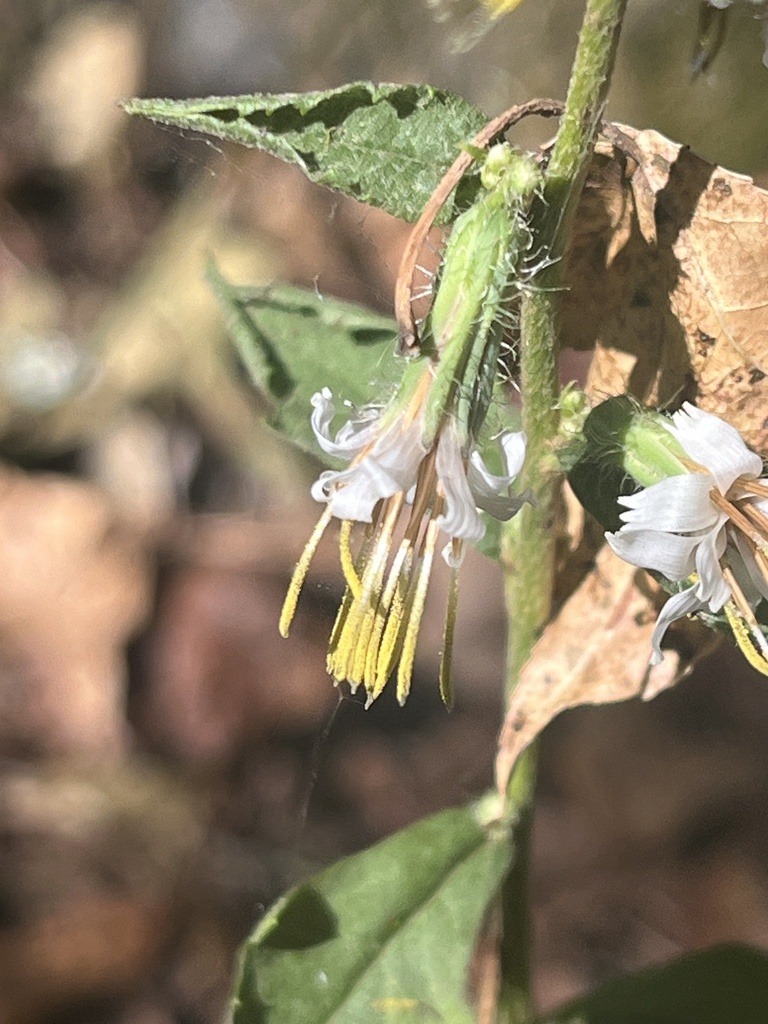 barbed rattlesnake root in October 2024 by tallpaultheforester ...