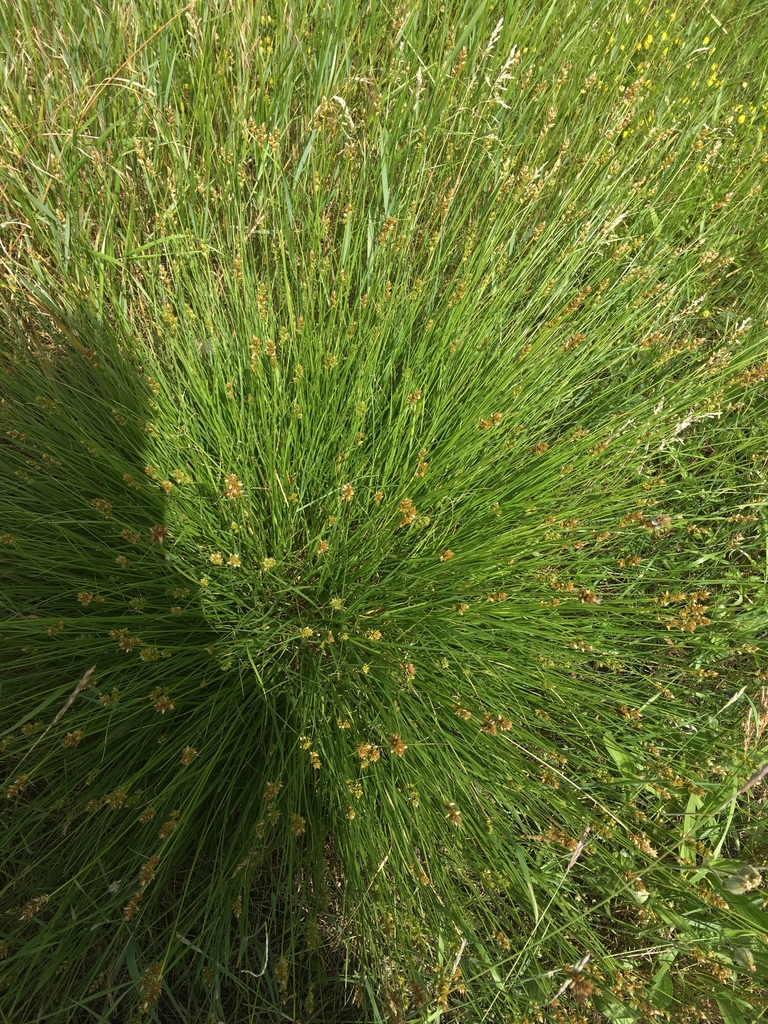 Spiked Sedge from TW4, Hounslow, England, GB on July 5, 2019 at 01:22 ...