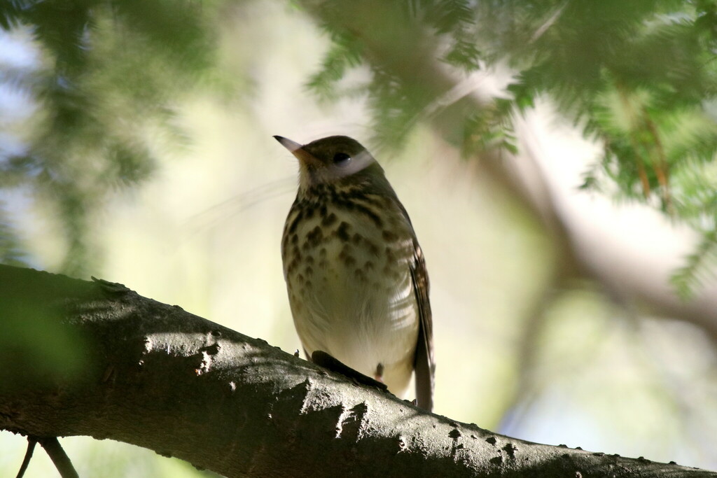Hermit Thrush from Rumney, NH 03266, USA on October 11, 2024 at 09:56 ...