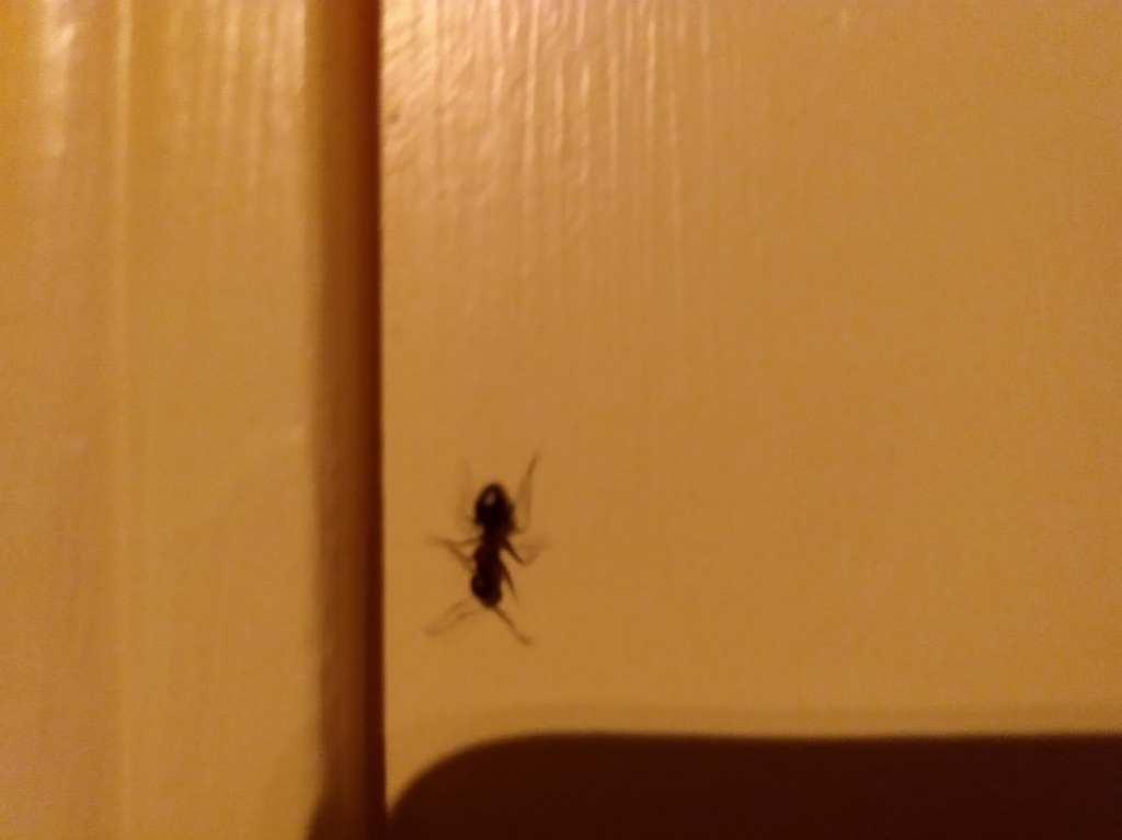 Carpenter Ants, Typical Sugar Ants and Allies from L'Île-Perrot, QC ...