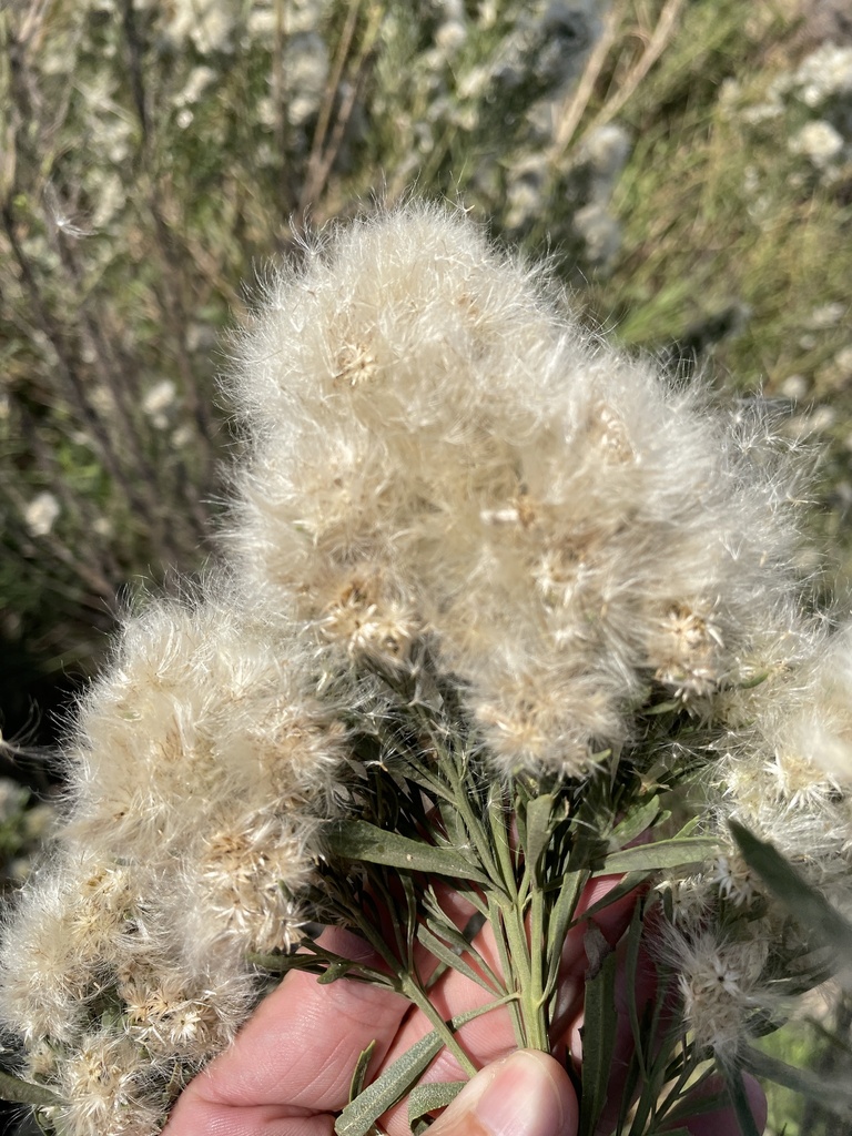 Poverty Weed from Private Road 314, Abilene, TX, US on October 11, 2024 ...