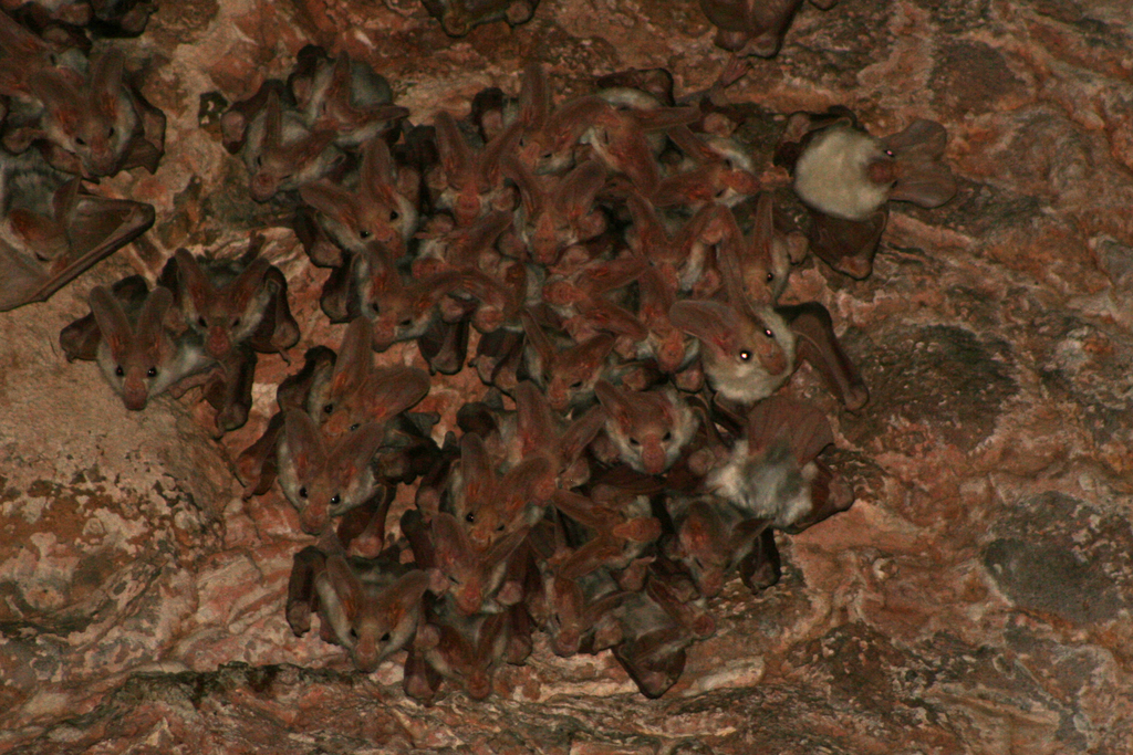 Ghost Bat (Macroderma gigas) - Know Your Mammals