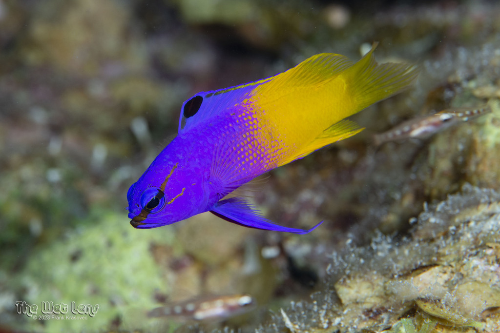 Royal Gramma (Gramma loreto) - Marine Life Identification