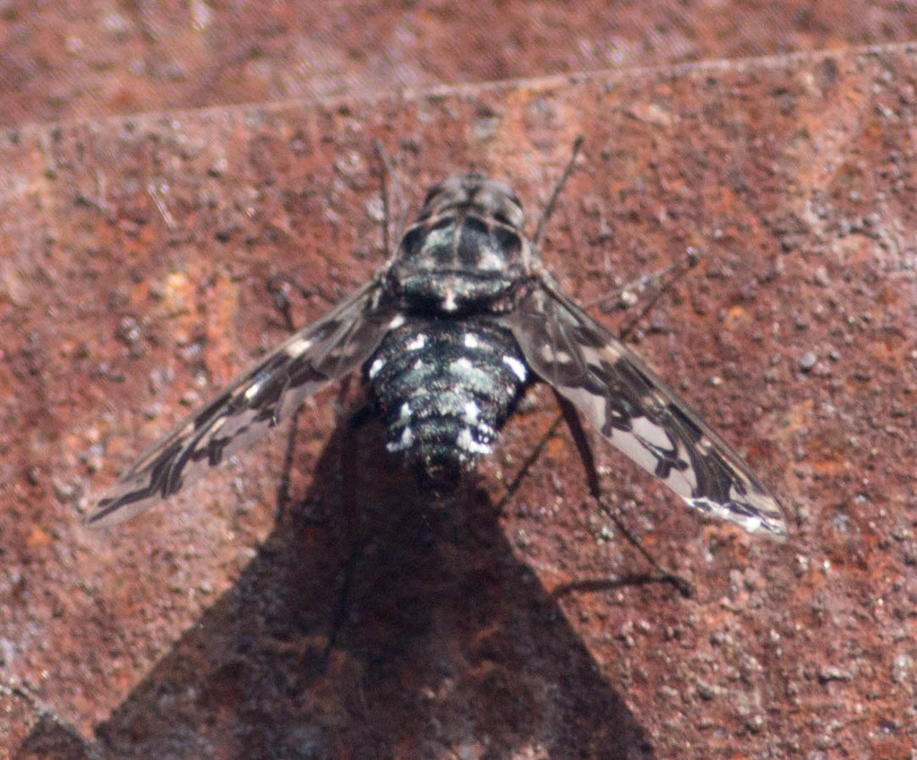 Tiger Bee Fly from 2755 Amity Rd, Hilliard, OH 43026, USA on July 30 ...