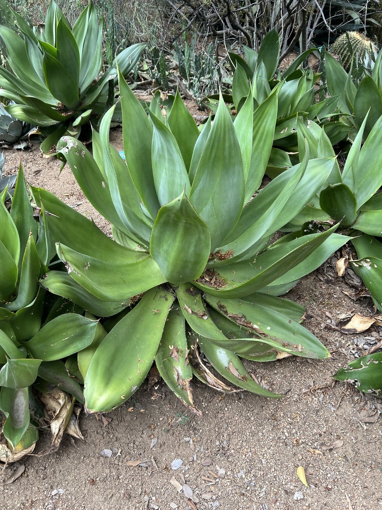 century plants from UCR Botanic Gardens, Riverside, CA, US on September ...