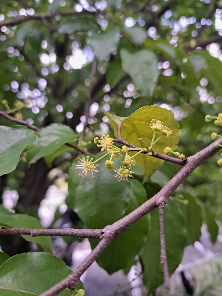 governors-plum from Caribe, Medellín, Antioquia, Colombia on October 10 ...