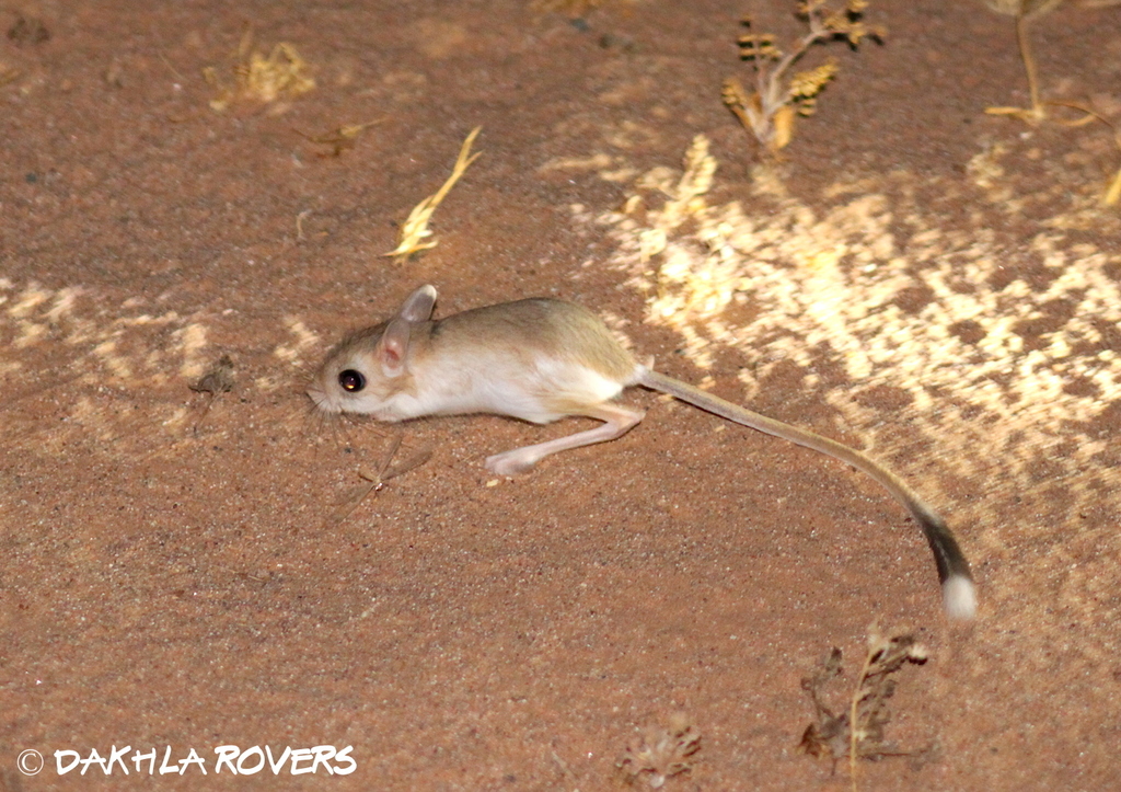 Desert Jerboas (Jaculus) - Know Your Mammals