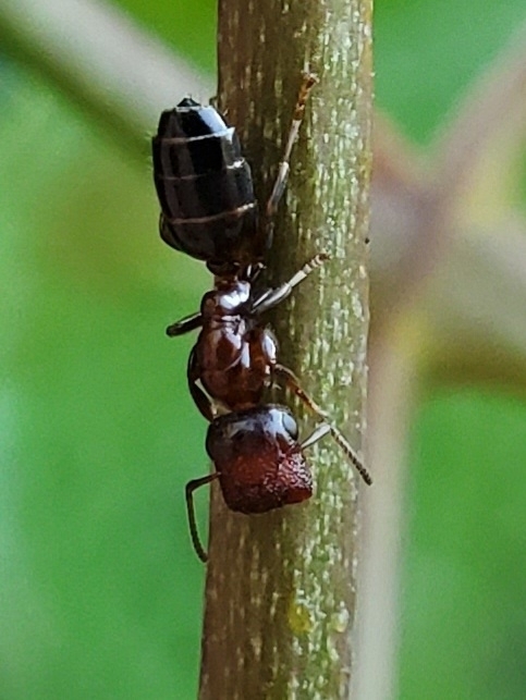 Mississippi Gate-keeper Ant from Karns, TN 37921, USA on October 11 ...