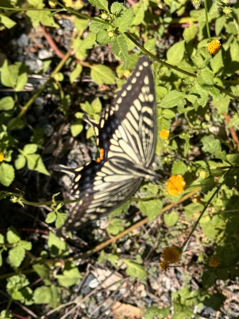 Chinese Yellow Swallowtail from Unzen-Amakusa National Park ...