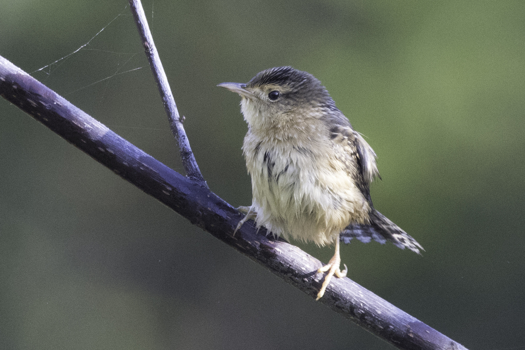 Sedge Wren from Hamilton County, OH, USA on October 11, 2024 at 08:53 ...