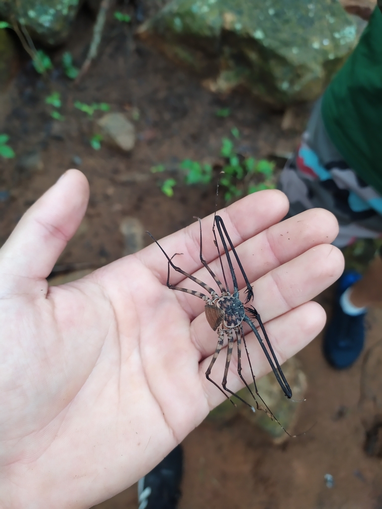 Trichodamon princeps from RM26+GM, Água Nova - RN, 59995-000, Brasil on ...