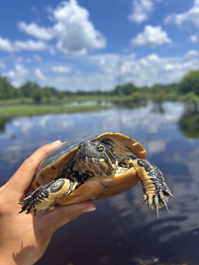 Western Chicken Turtle in June 2024 by Elizabeth D. Hays · iNaturalist