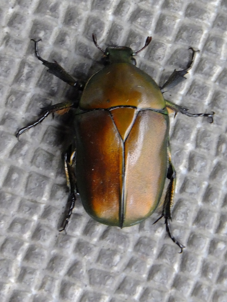 Japanese Drone Beetle from 日本、〒350-2206 埼玉県鶴ヶ島市藤金 on July 6, 2019 at 06 ...