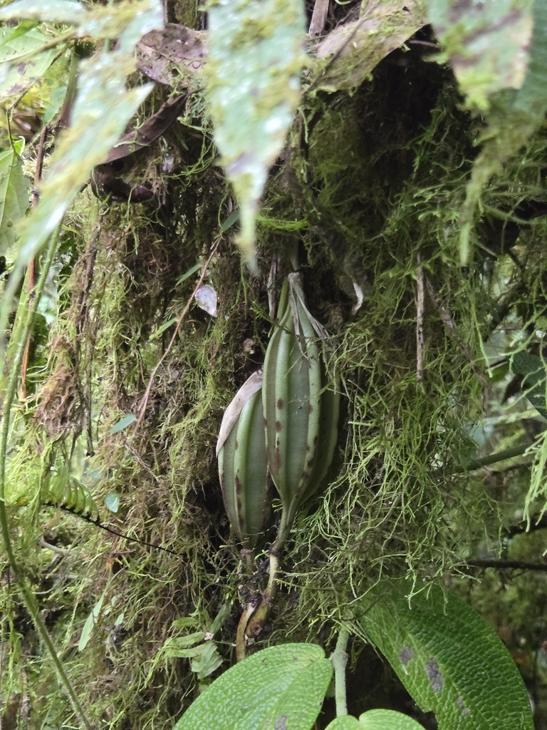 orchids from Pichincha, EC on October 11, 2024 at 09:39 PM by Abhas Misraraj · iNaturalist