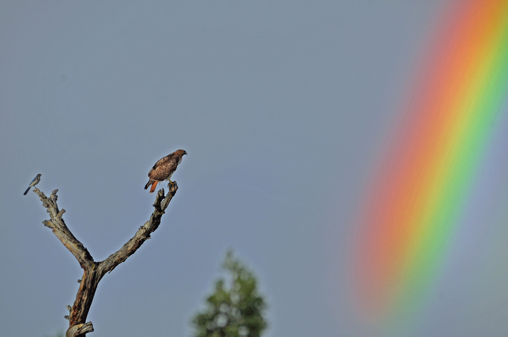 Red-tailed Hawk from Awbrey Butte, Bend, OR 97703, USA on July 3, 2022 ...