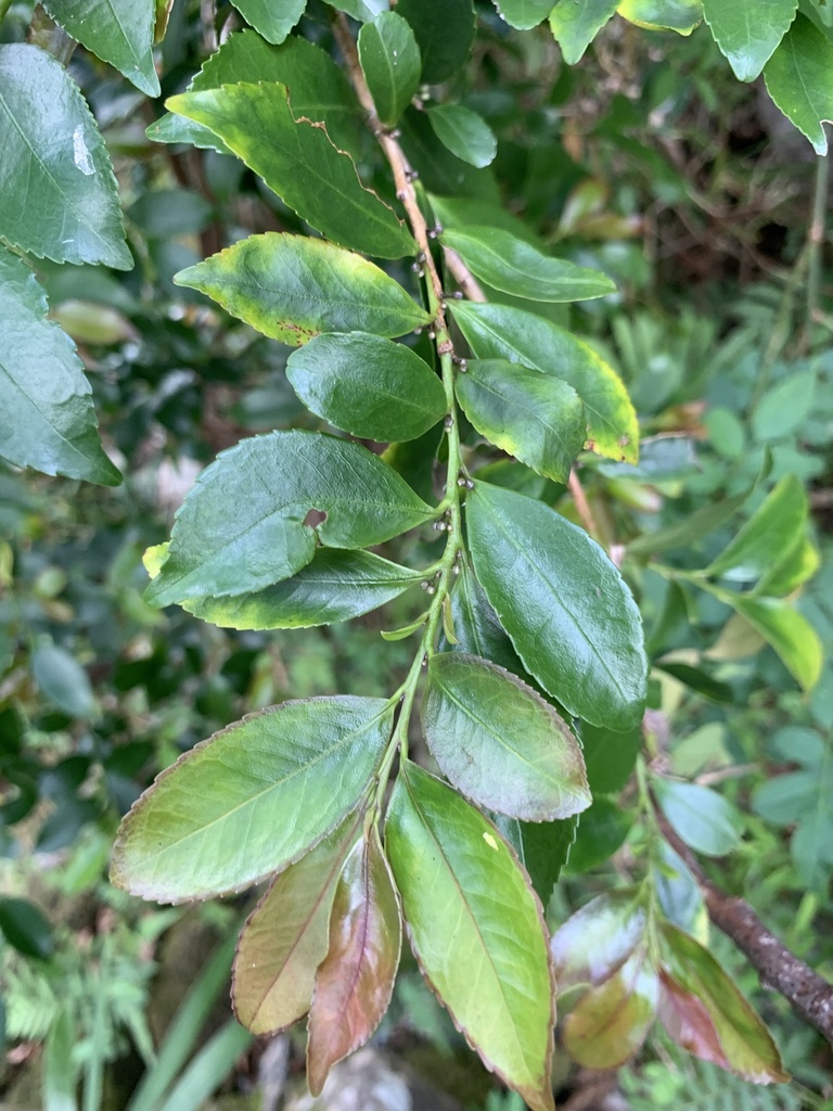 Japanese Eurya in October 2024 by wapatoby · iNaturalist