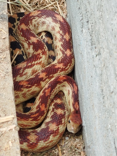 Cape Gopher Snake (Pituophis vertebralis) - Snakes and Lizards