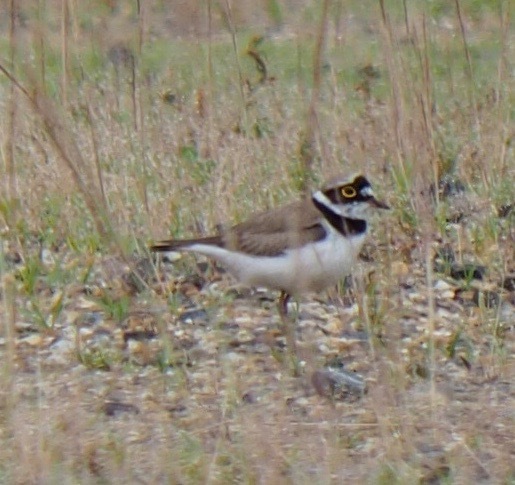 Little Ringed Plover from Hamaotsu, Otsu, Shiga 520-0047, Japan on May ...