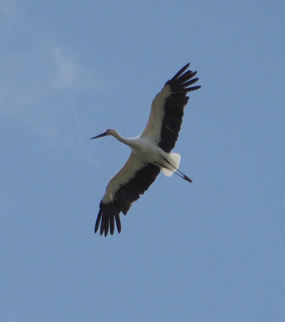 Oriental Stork in May 2023 by Gavin · iNaturalist