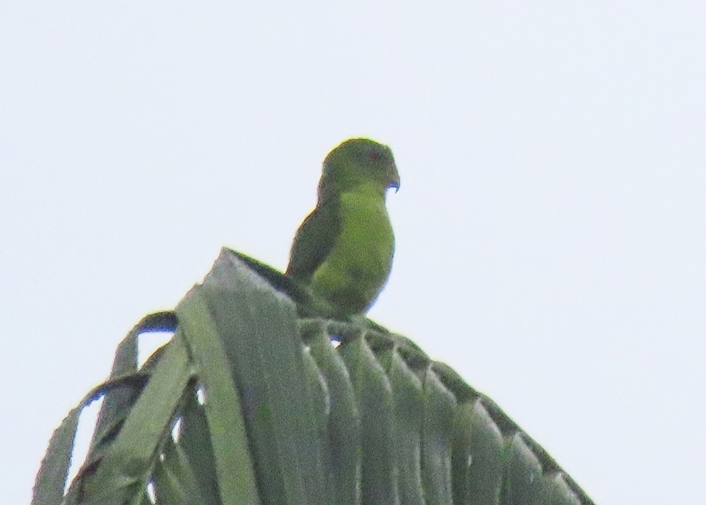 Blue-crowned Hanging-Parrot from Singapore Botanic Gardens on August 19 ...