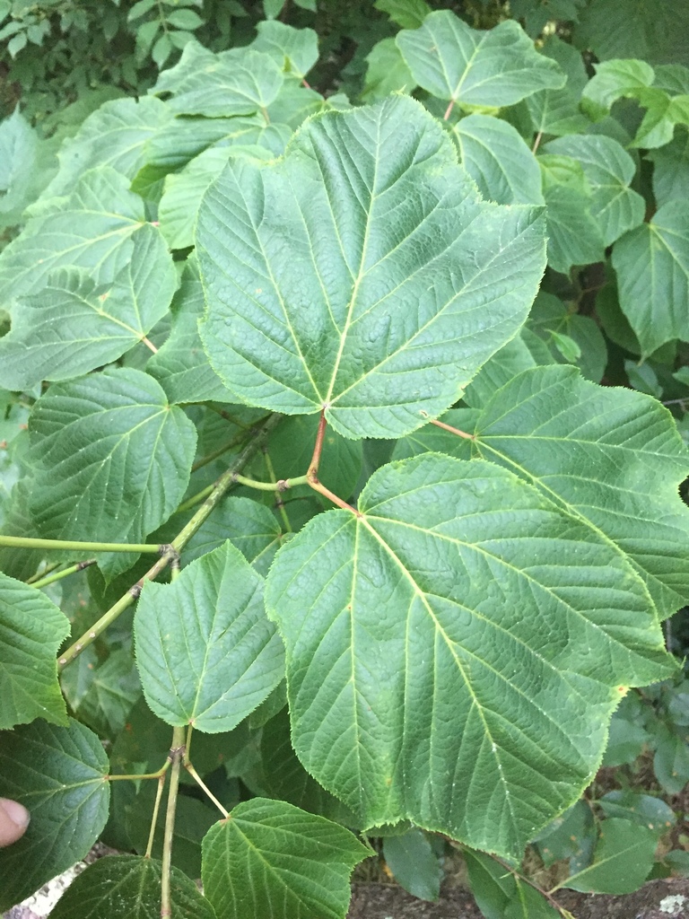 striped maple from 14 Riverside Ave, Concord, MA, US on July 6, 2019 at ...