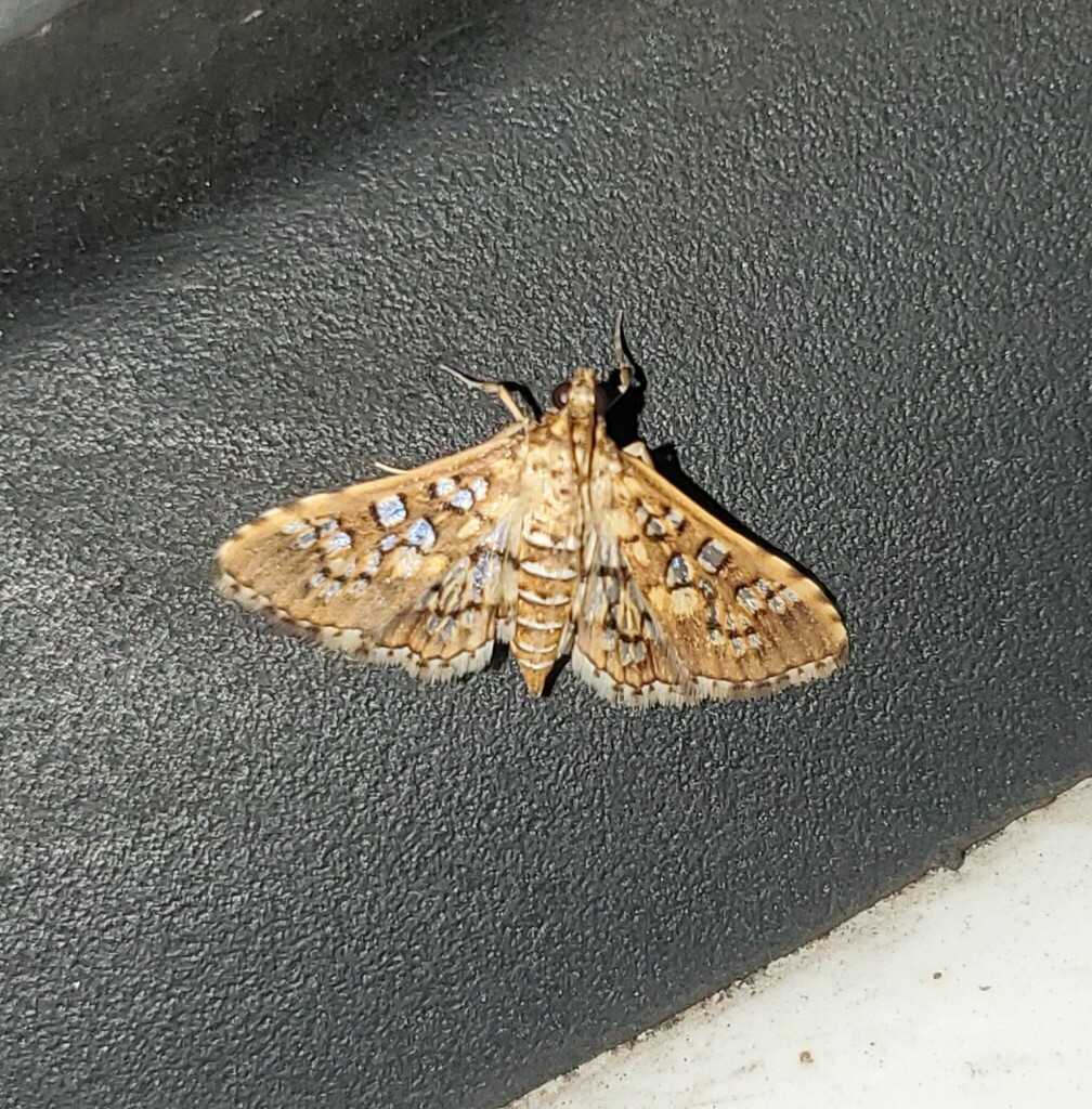 Stained-glass Moth from Newton County, TX, USA on October 2, 2024 at 08 ...