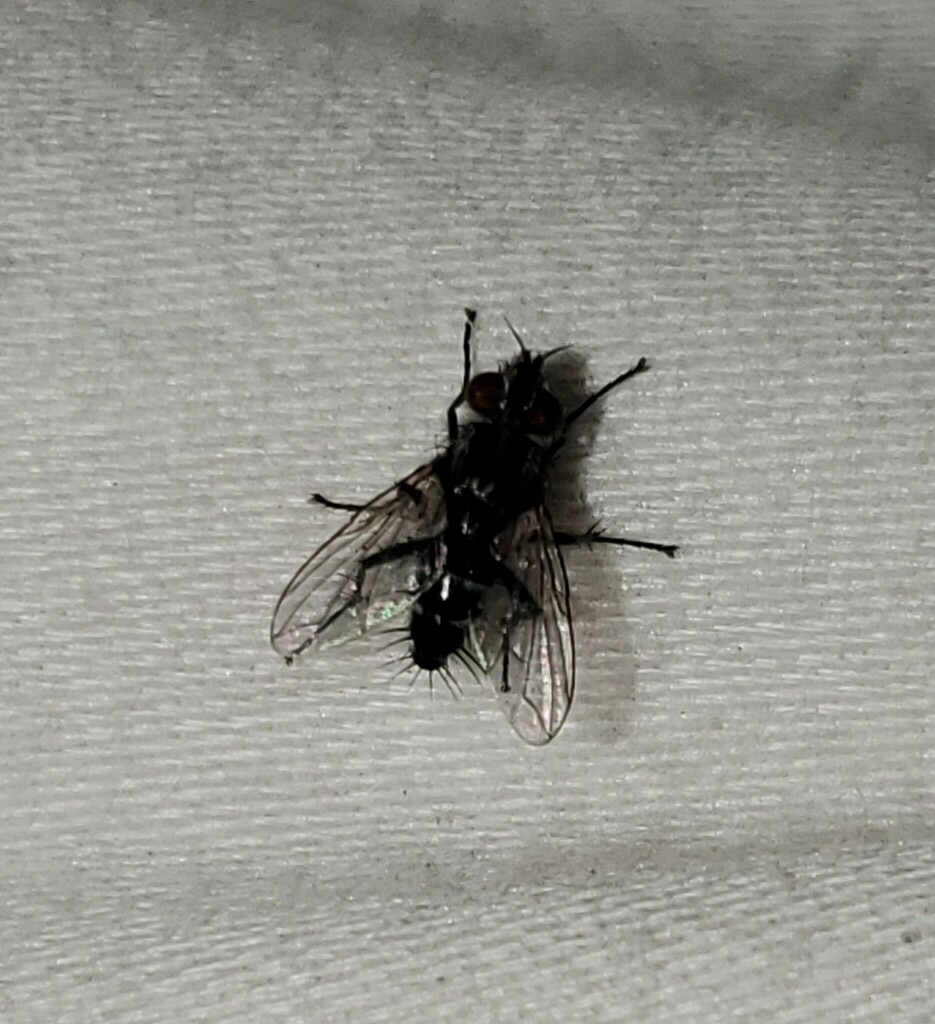 Bot Flies, Blow Flies, and Allies from Newton County, TX, USA on ...