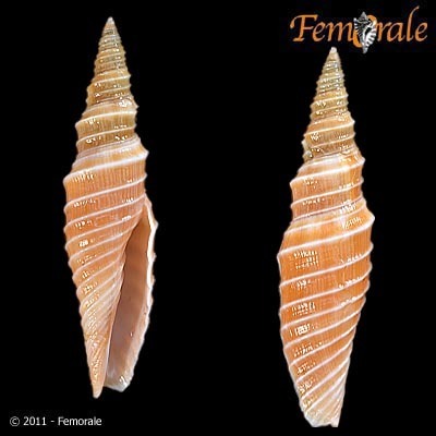 Género Subcancilla · iNaturalist Mexico