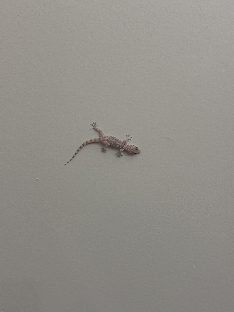 Mediterranean House Gecko from Rawlings St, Humble, TX, US on October ...