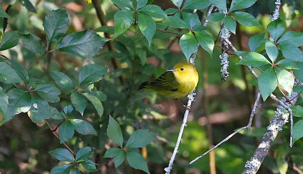 Northern Yellow Warbler from Chapman's Pond & Nature Trails, 7100 SW ...