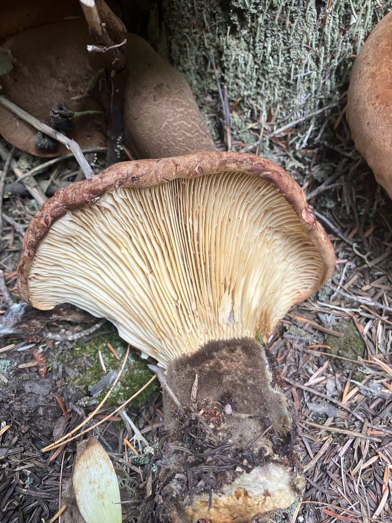 Velvet-footed Tap from Idaho Panhandle National Forest, Nordman, ID, US ...