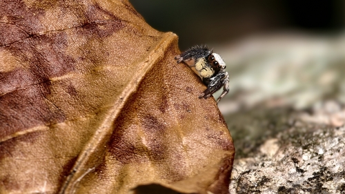 Género Tenkana · iNaturalist Mexico