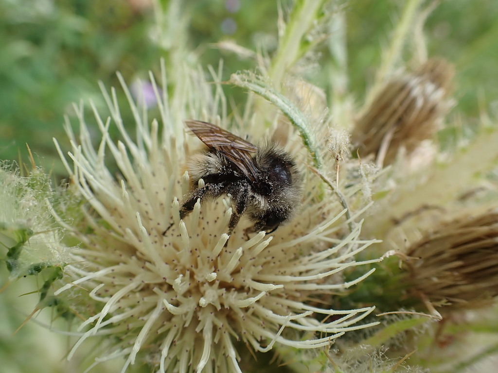 Bumble Bees from Glacier County, MT, USA on July 29, 2024 at 12:54 PM ...