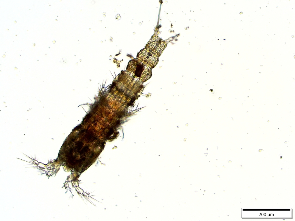 Laophonte from Golden Beach QLD 4551, Australia on July 24, 2024 at 04: ...