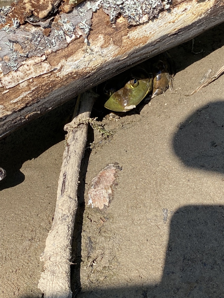 American Bullfrog from Fulton Island, Sheffield, NB, CA on September 14 ...