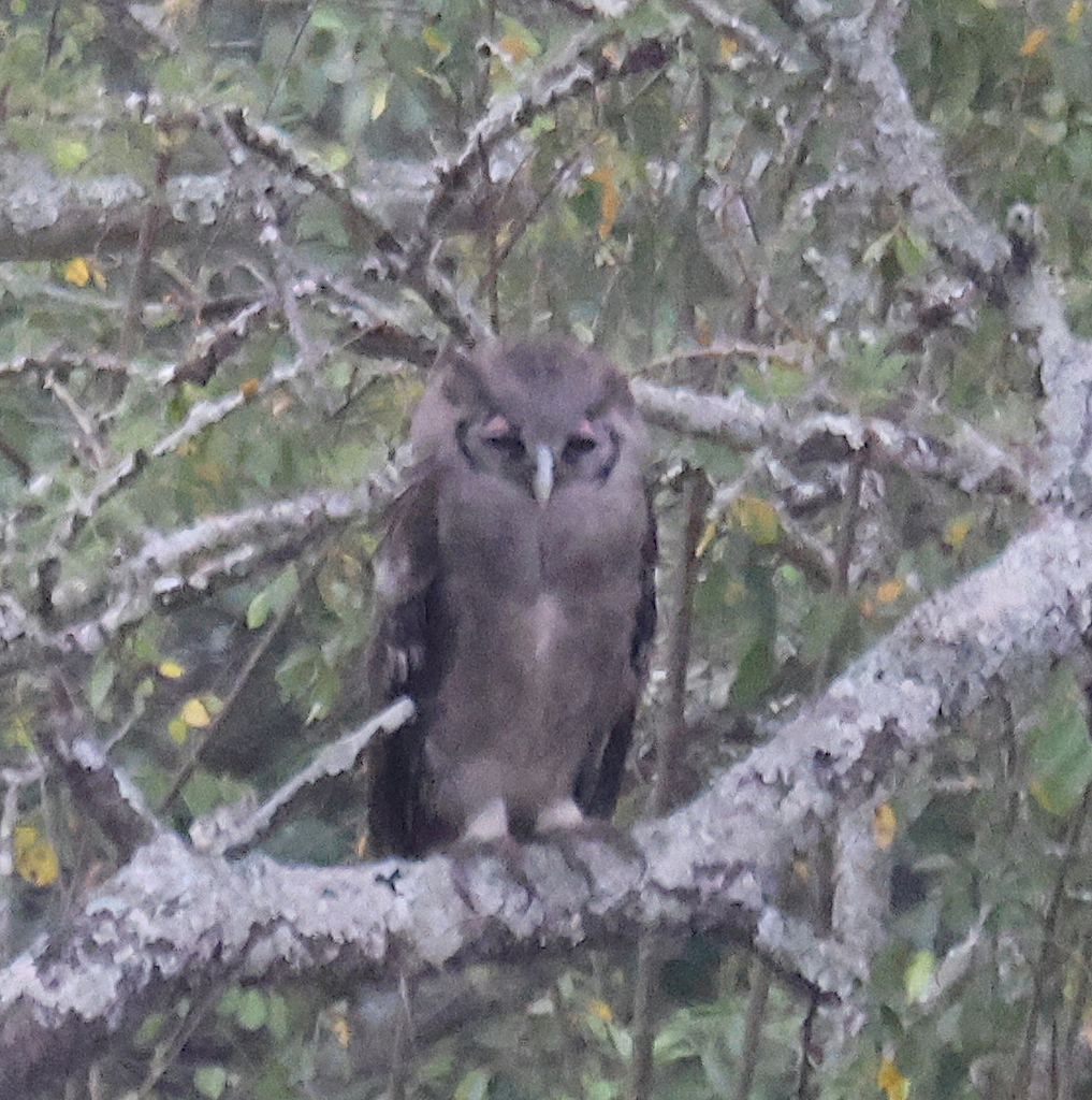 Verreaux's Eagle-Owl from Lake Mburo NP-eastern part, Kiruhura, Uganda ...