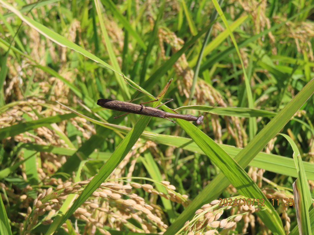 Asian Jumping Mantis from 鶴牧西公園 on October 12, 2024 at 11:25 AM by 有馬一 ...
