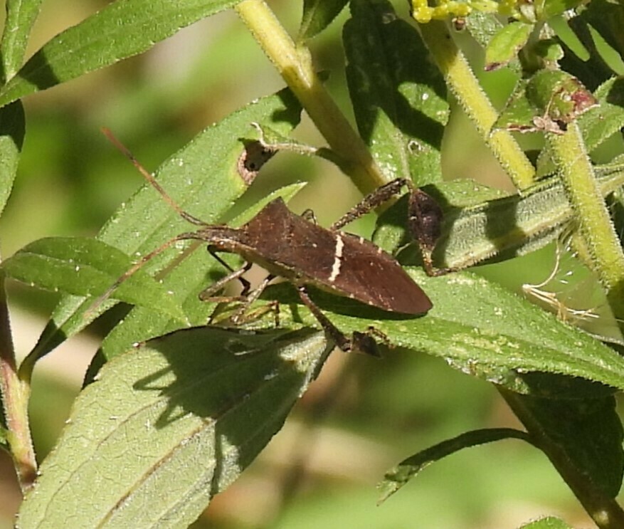 Eastern Leaf-footed Bug from Oliver Dam, Tuscaloosa Co., AL, USA on ...