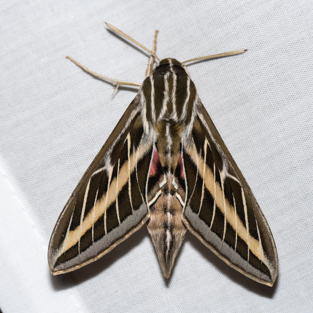 White-lined Sphinx from West Westminster, Westminster, CO, USA on ...