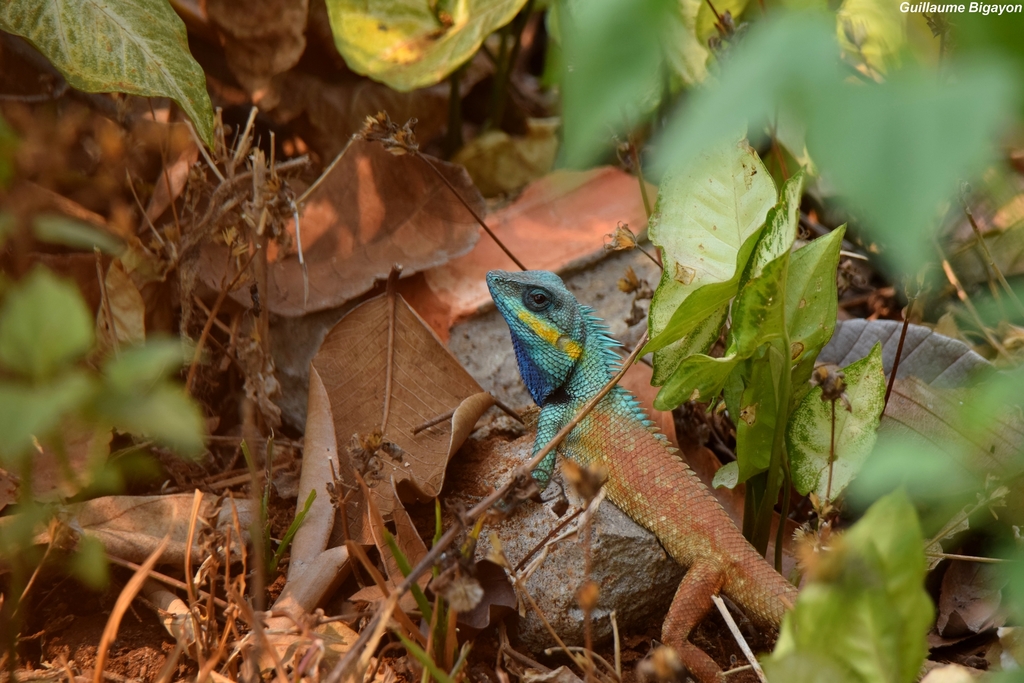 Vietnamese Blue Crested Lizard from Nature Lodge Rd, Krong Saen ...
