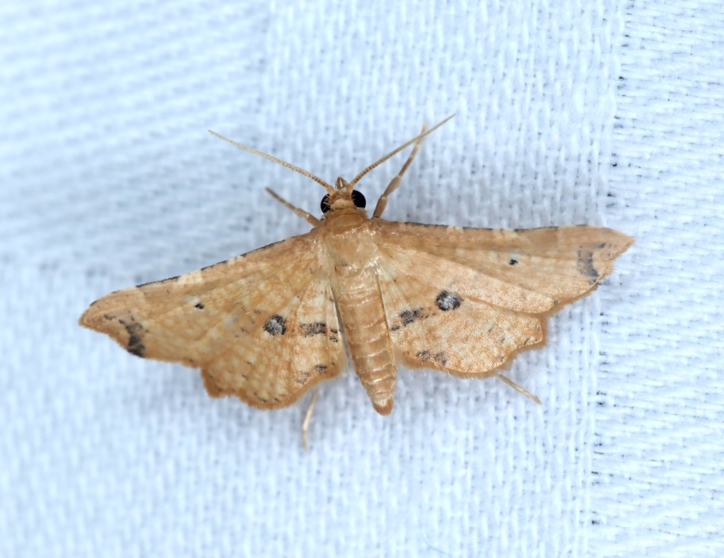 Microbelia intimalis from Sai Kung, Hong Kong on July 5, 2019 at 08:09 ...