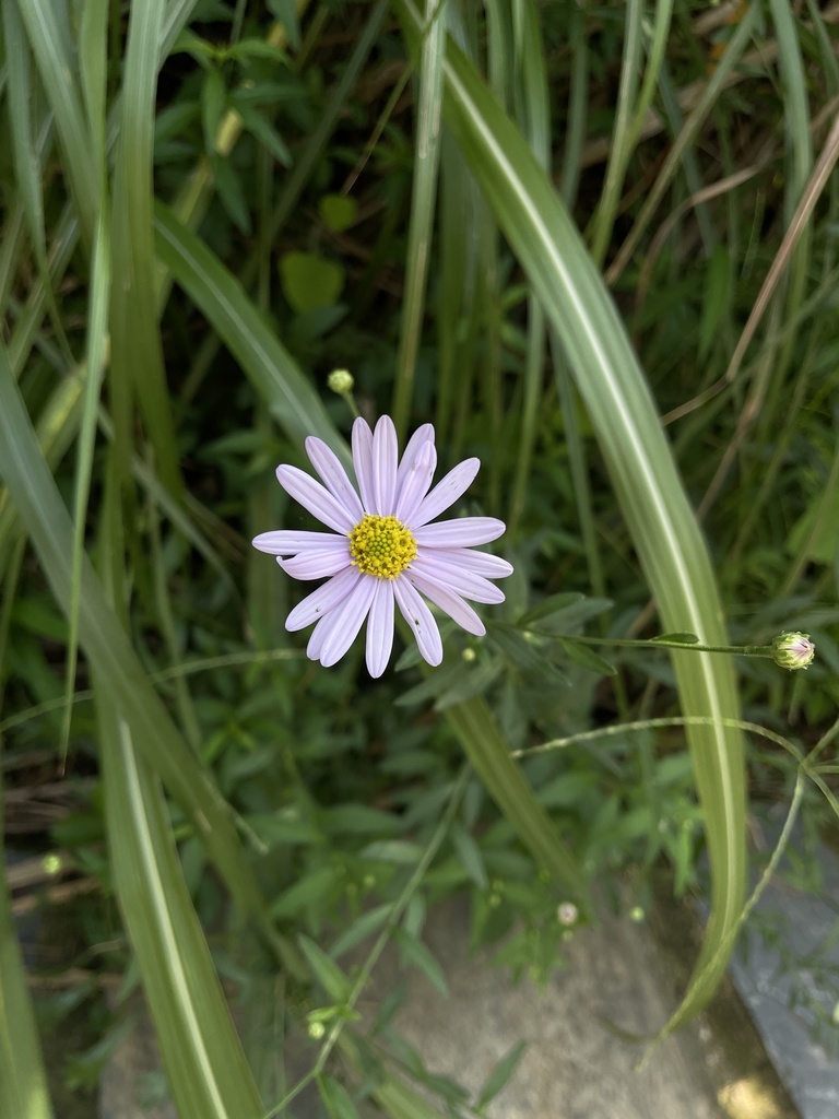 Aster indicus from 岱山海岛公园, 舟山市, 浙江省, CN on October 12, 2024 at 11:42 AM by Alex Pintsen JIN ...
