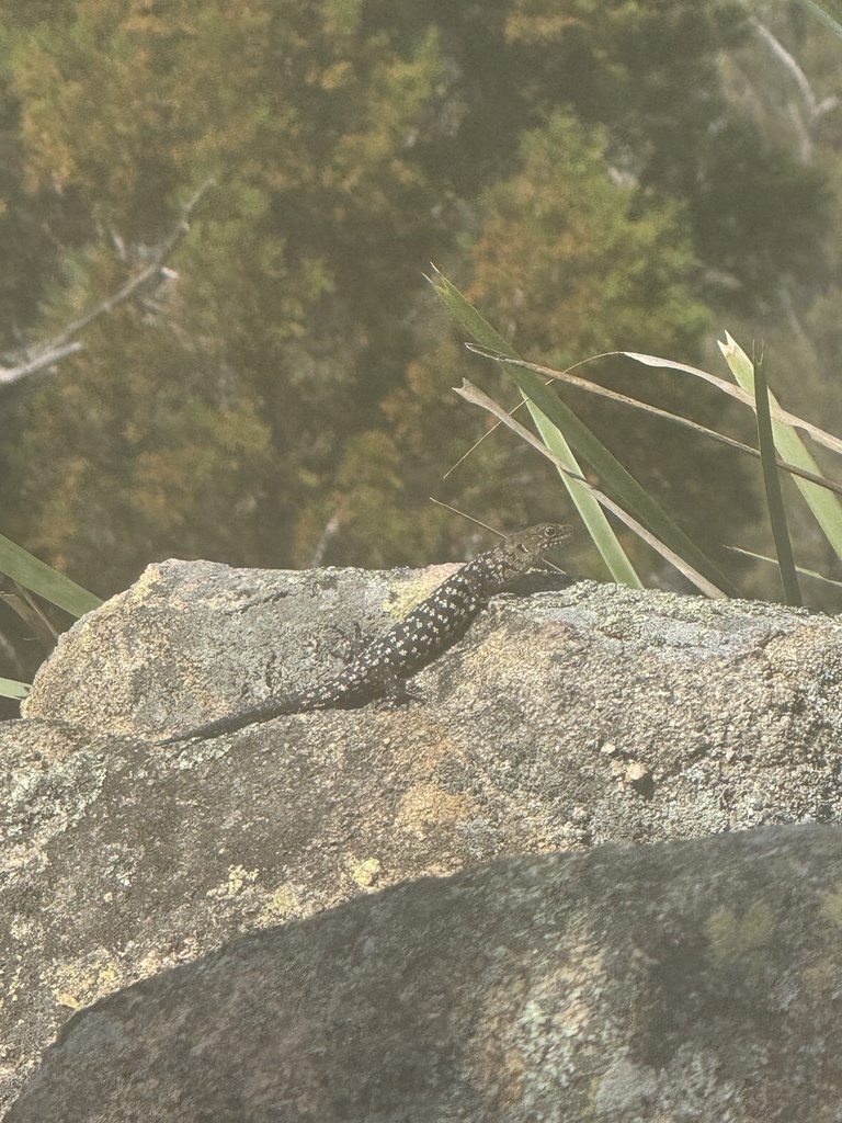 Cunningham's Skink from Girraween National Park, Girraween, QLD, AU on ...