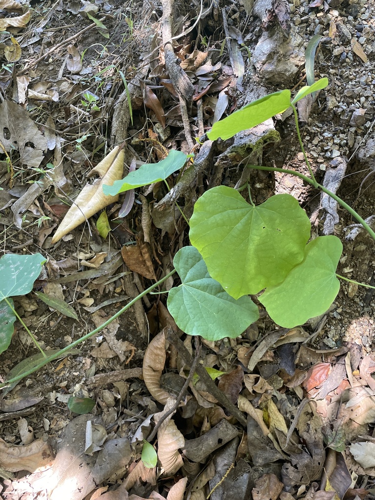 Big-Leaf Vine from Maroochy, AU-QL, AU on October 12, 2024 at 11:57 AM ...