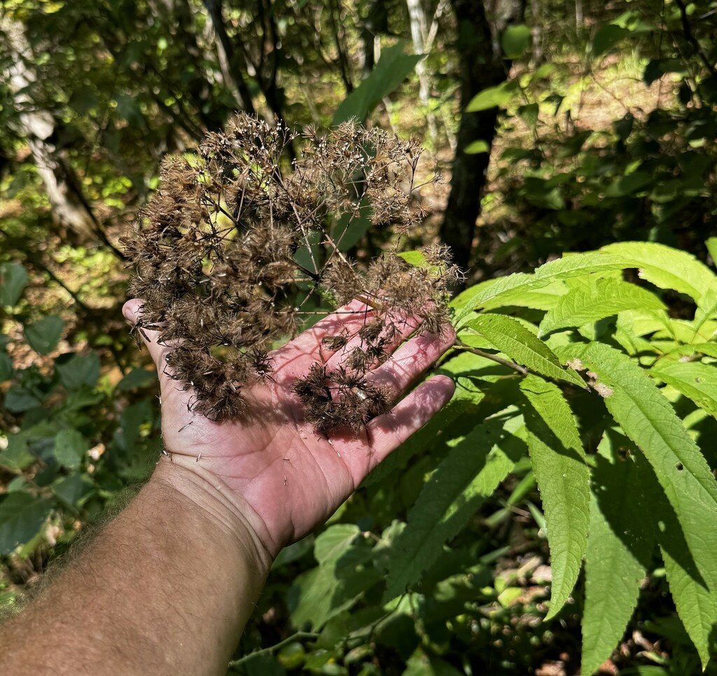Hollow Joe-Pye Weed from Union Hollow Rd. at Fannie Hollow, Lauderdale ...