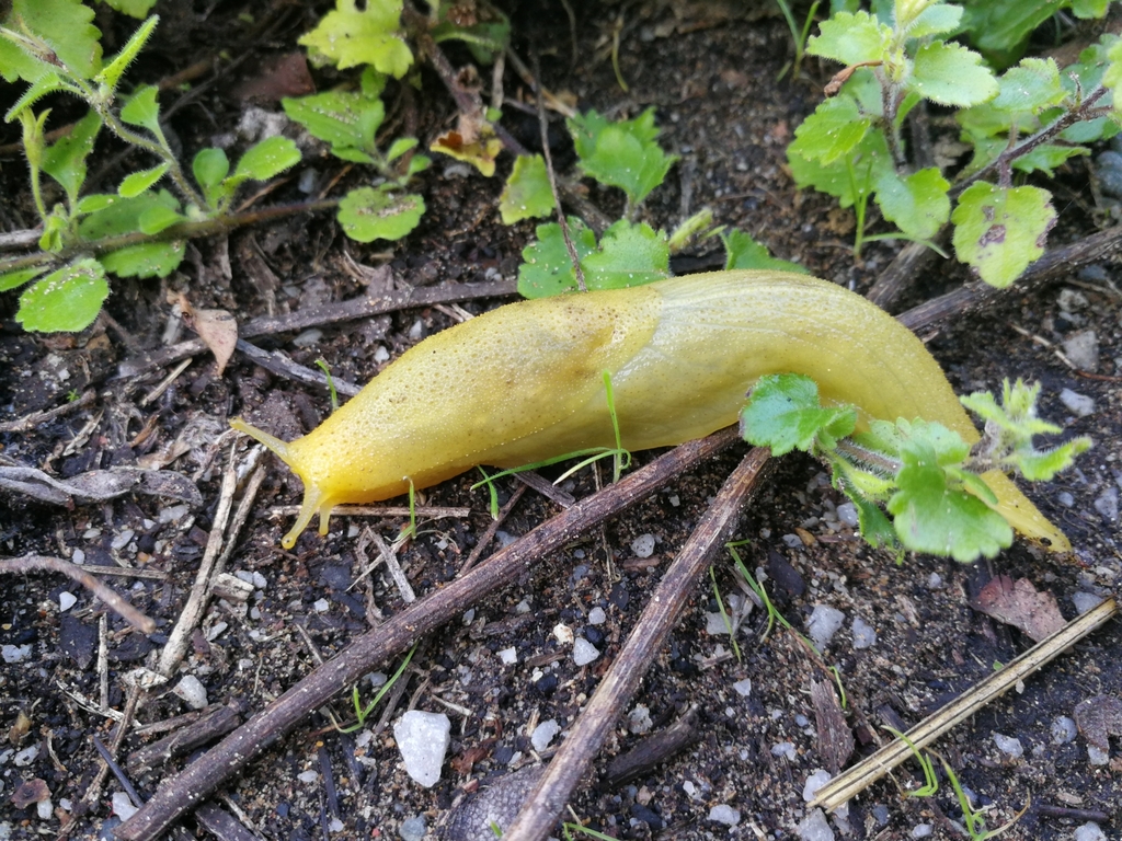 African Banana Slug from Knysna, South Africa on July 06, 2019 at 01:36 ...