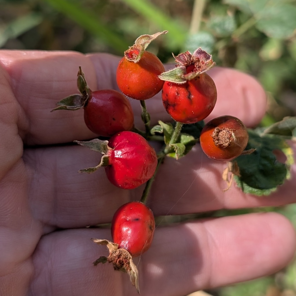 California Wild Rose from Riverside County, CA, USA on October 11, 2024 ...